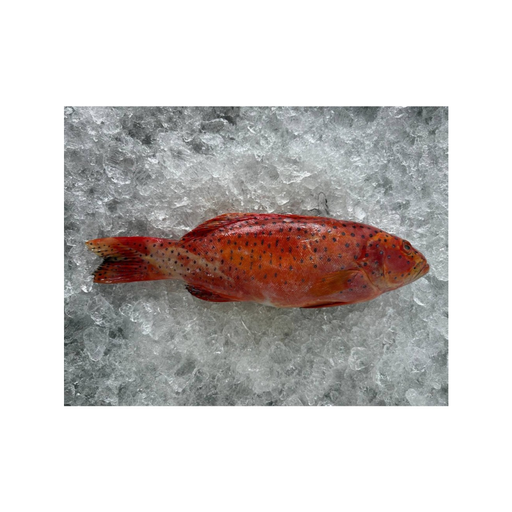 [Kingfish Seafood] Red Grouper (Ang Gau) 红石斑 (450g to 500g) | Shopee ...