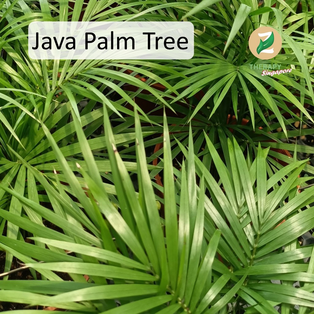֍Local Seller֍ Java Palm Tree Real Houseplant Office Plant Retail Shop ...