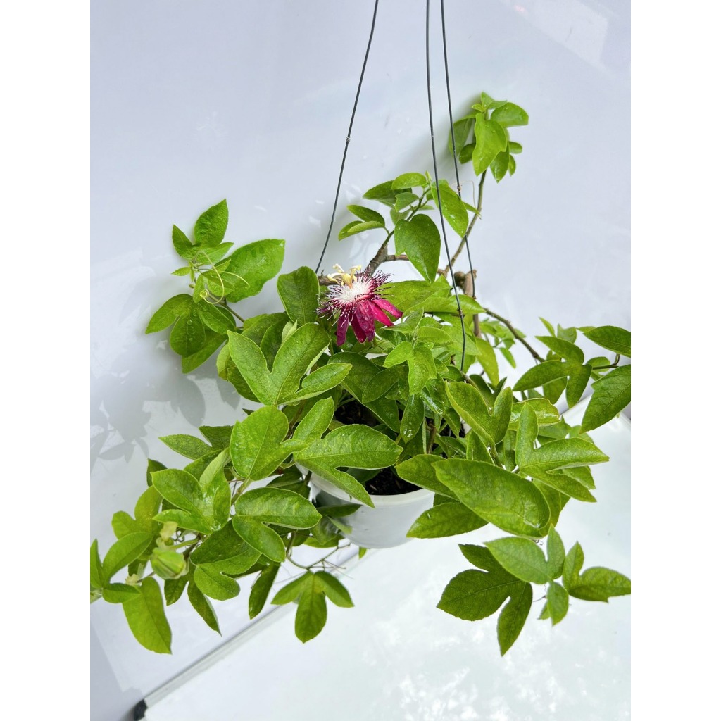 Passiflora Lady Magaret /Hanging Plants/Outdoor Plants | Shopee Singapore