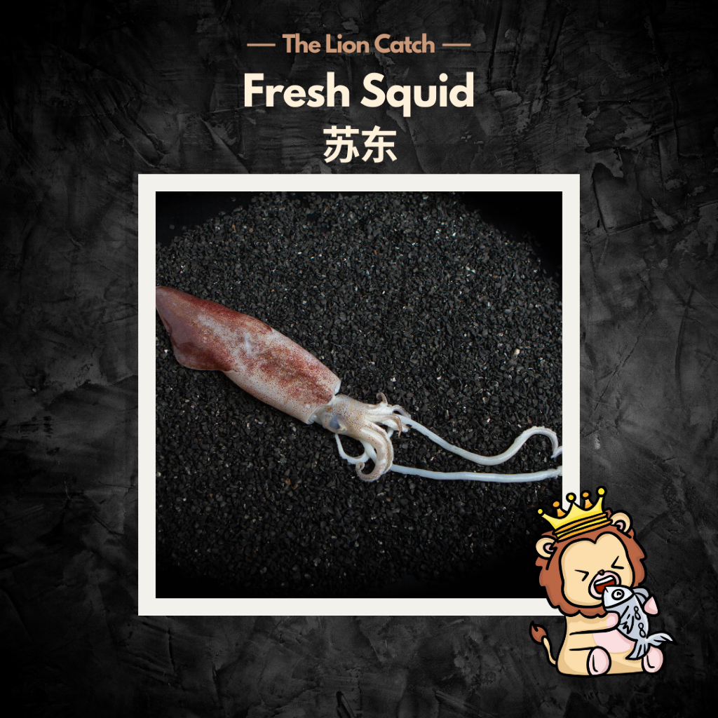 FRESH SQUID / SOTONG | Shopee Singapore