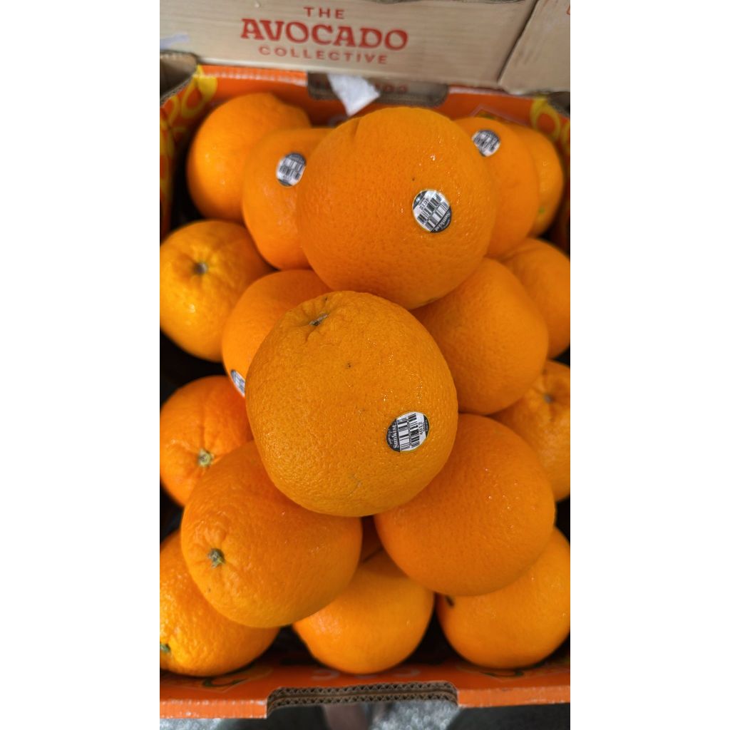 SUPER BIG Australia Sunkist Barnfield Navel Orange (500g) | Shopee ...