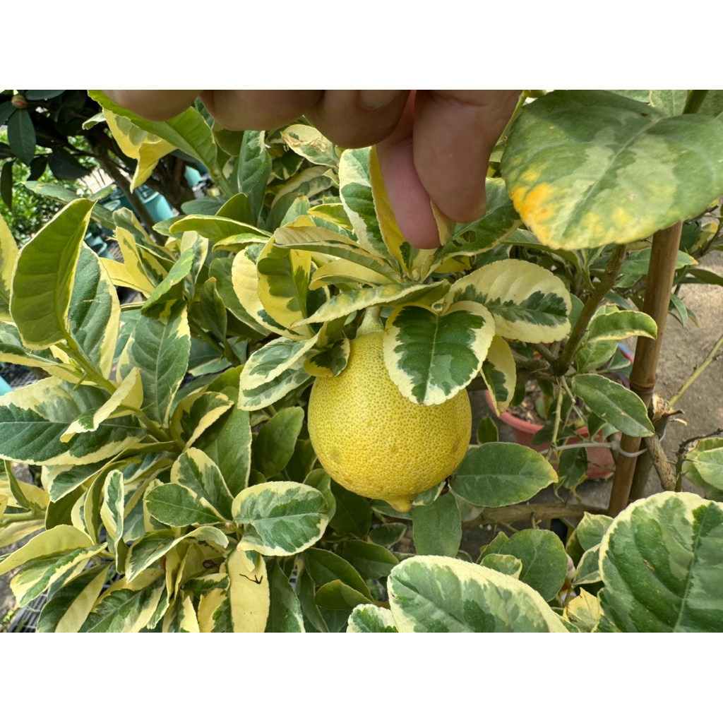 Variegated Lemon Tree 1.2m-1.8meter Height (Citrus limon ‘Eureka ...