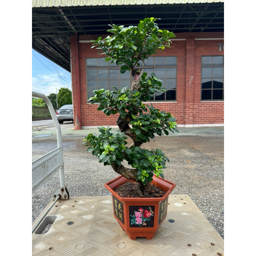 90cm Tall S-Shaped Ficus Microcarpa Bonsai (Ficus Ginseng) 人参榕盆景 ...