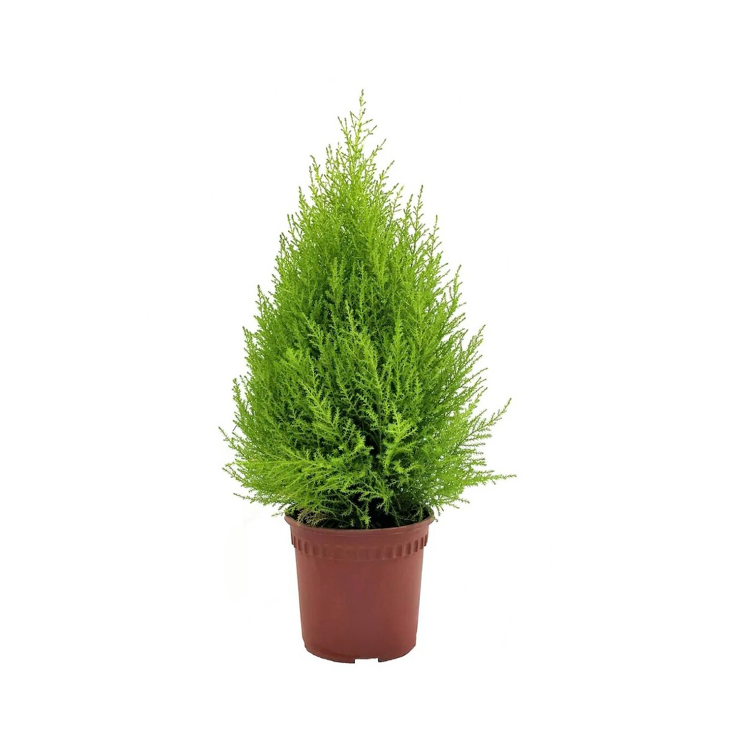 lemon Cypress Cupressus macrocarpa 'Goldcrest', Monterey Cypress ...