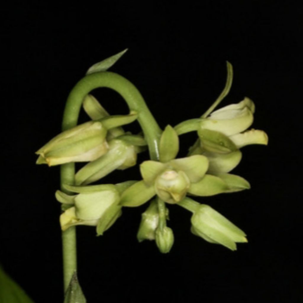 Geodorum siamense 'green' | Shopee Singapore