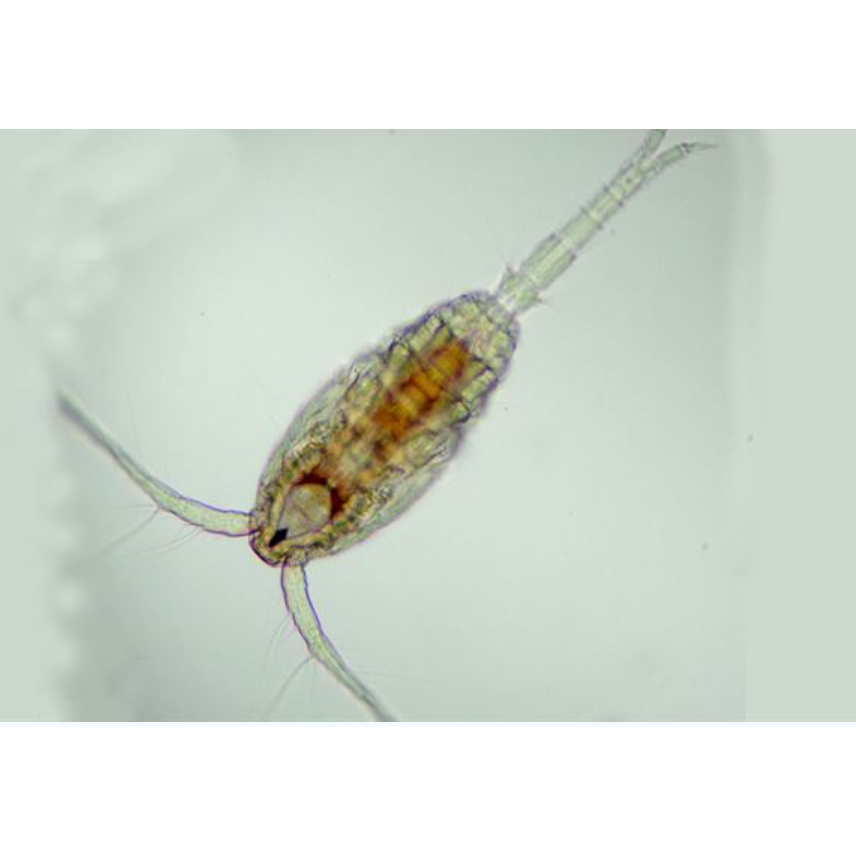 Live oithona copepod plankton culture, marine tank/saltwater tank ...