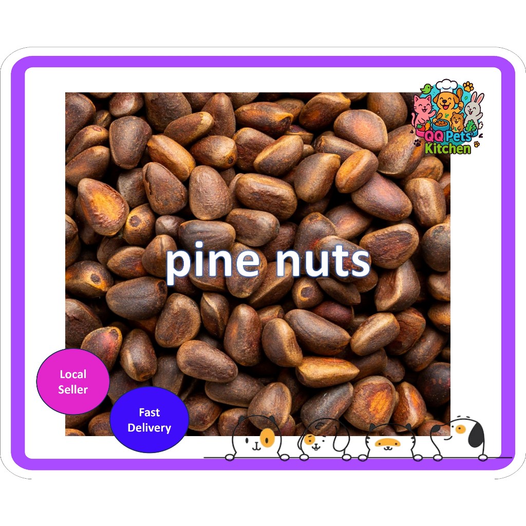 [250g/ 500g] Raw Small Pine Nuts in Shell for Parrots/ Squirrels ...