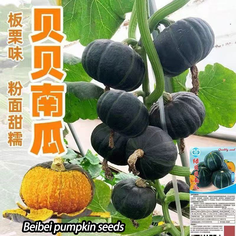 Beibei Pumpkin Seeds Sweet and Glutinous Chestnut Flavor Green Beibei ...