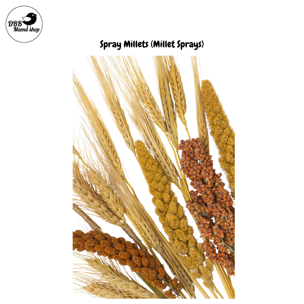 Millet Sprays Snacks Tibits For Small Parrot Birds Emas 10 Golden Cup ...