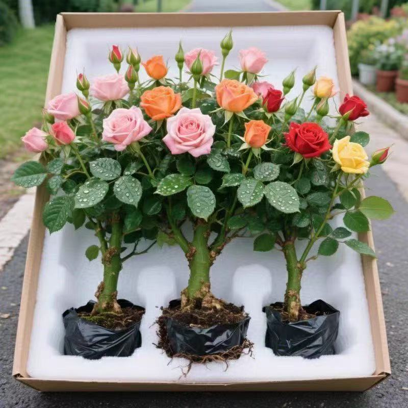 Garden Rose Plant - Hardy Old Rootstock, Year-Round Flowers, Ideal for ...