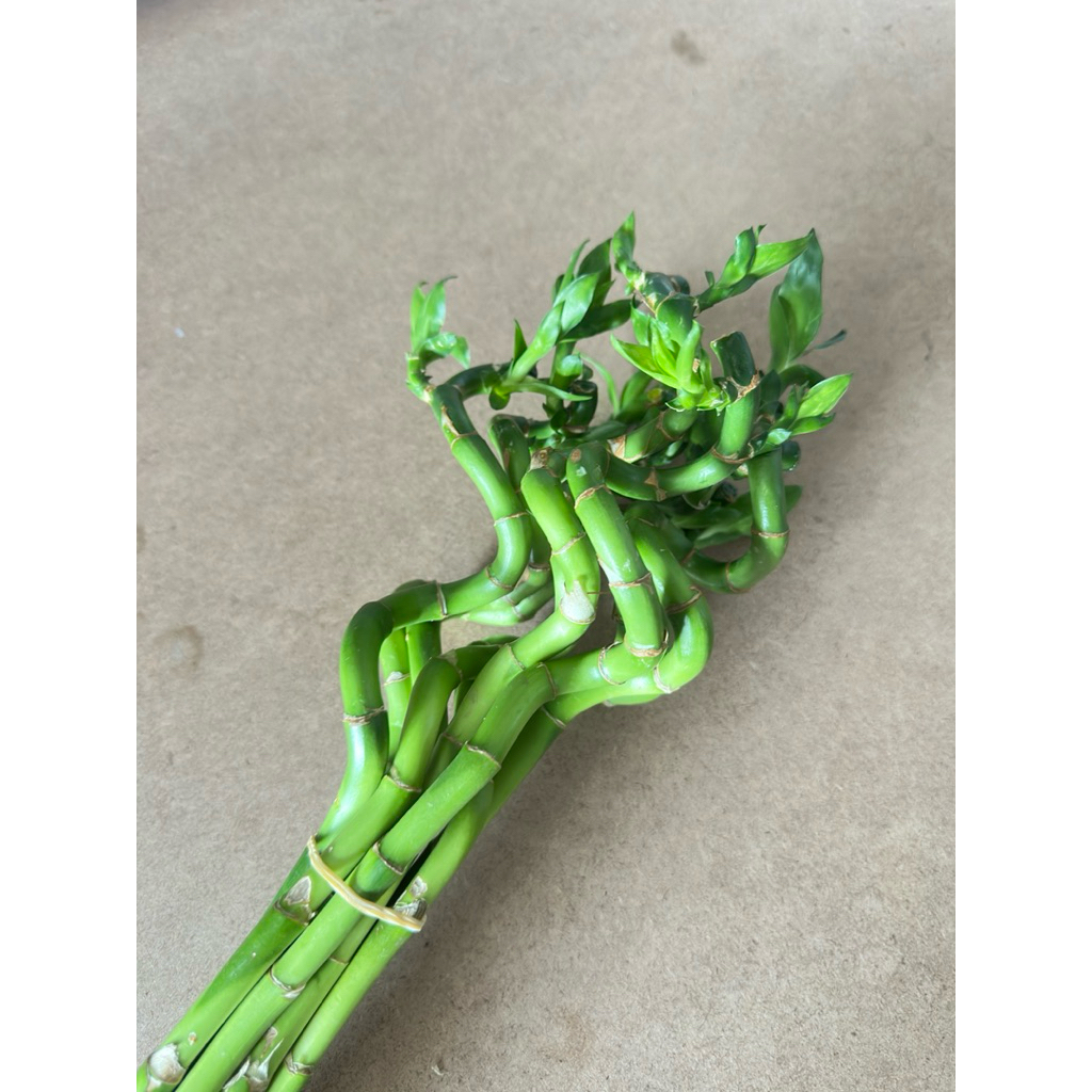 Bundle of 5 | 10 Curly Bamboo Lucky Bamboo, CNY plants, Indoor Plants ...
