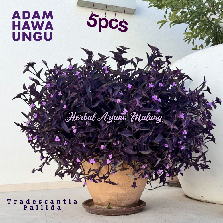 UNGU Adam Hawa Purple Heart Ornamental Live Plant Tradescantia Pallida ...