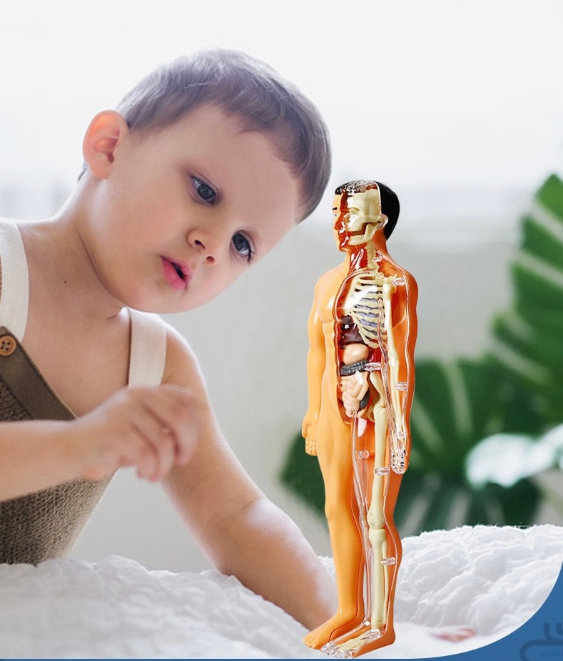 Kids Toys Human Body Anatomy Human Anatomy Educational Toys for Kids ...