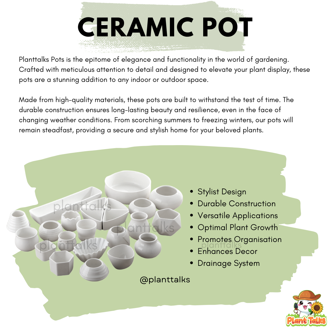 Plant Talks Ceramic Plant Pot for Succulent and Cactus Small Plant Pot ...