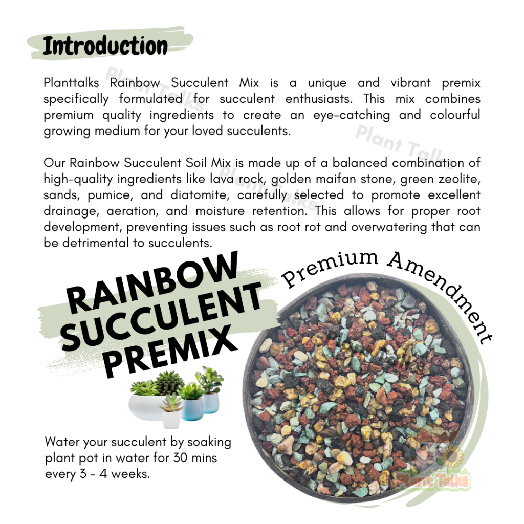 Plant Talks Rainbow Mix for Succulent and Soil for Lithops Well ...