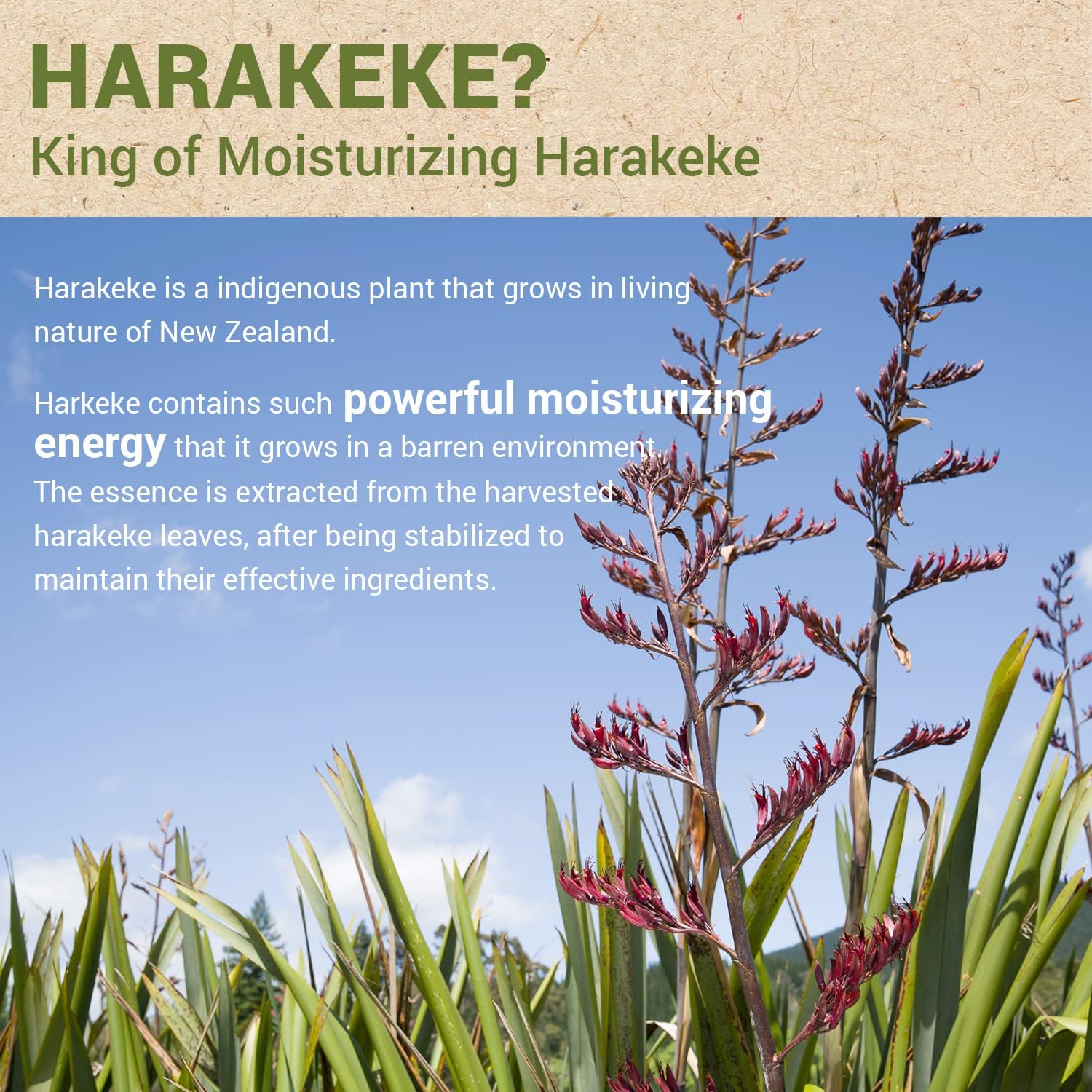 [the SAEM] Urban Eco Harakeke Foam Cleanser - 150g | Shopee Singapore