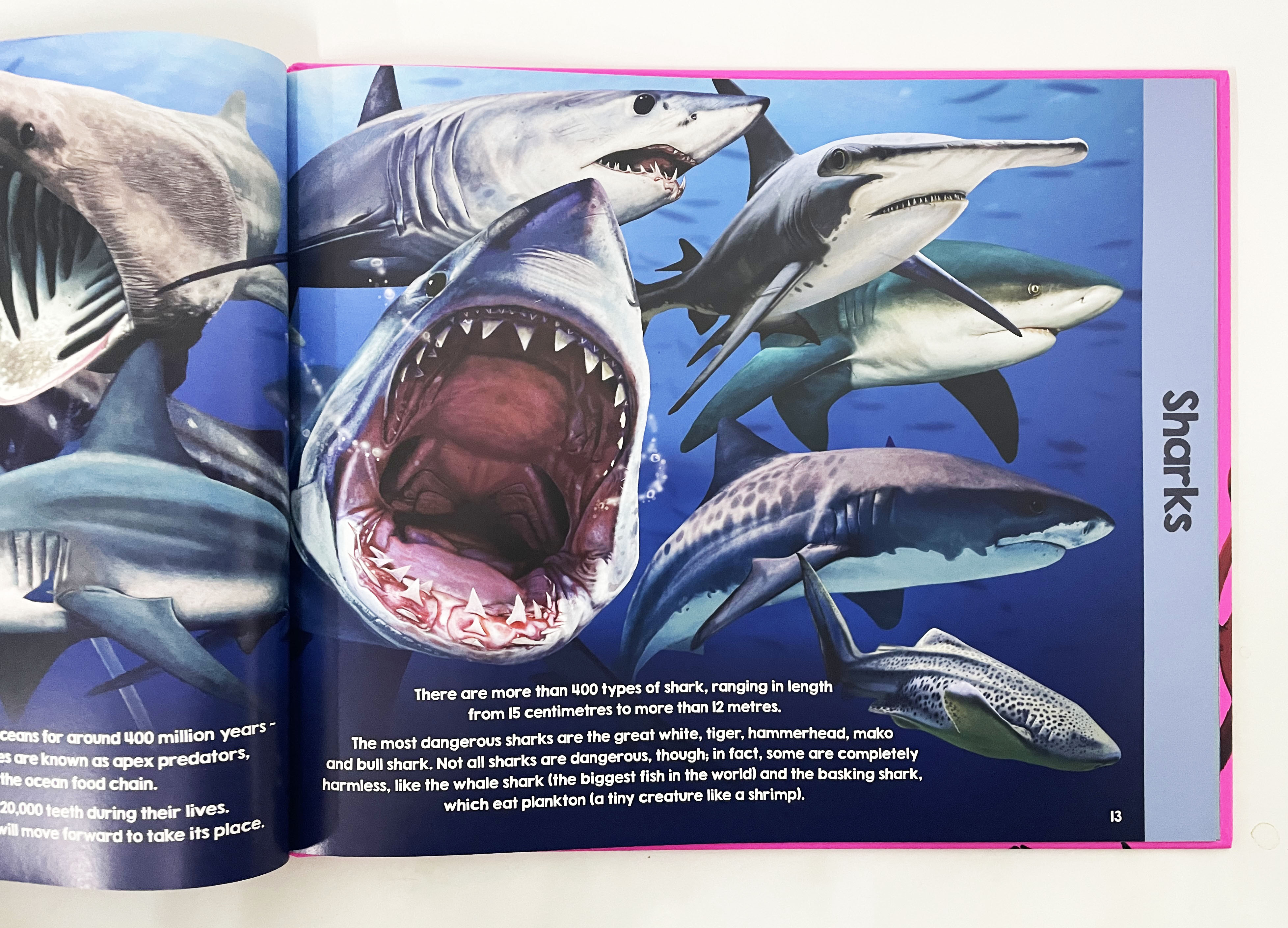 Ocean Animals Book For Kids To Learn Interesting Facts About Sea ...