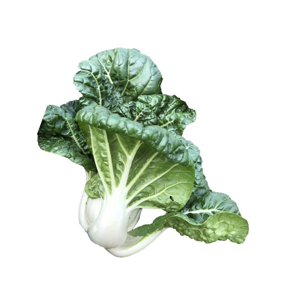 300 Dwarf Nai You Baby Pak Choy seeds 矮小奶白种子 (fr SG) | Shopee Singapore