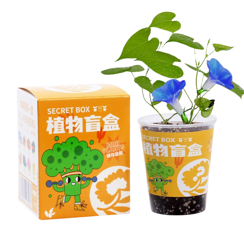 SG Local Blind Box DIY Mini Plant Kit for Kids random Box including ...