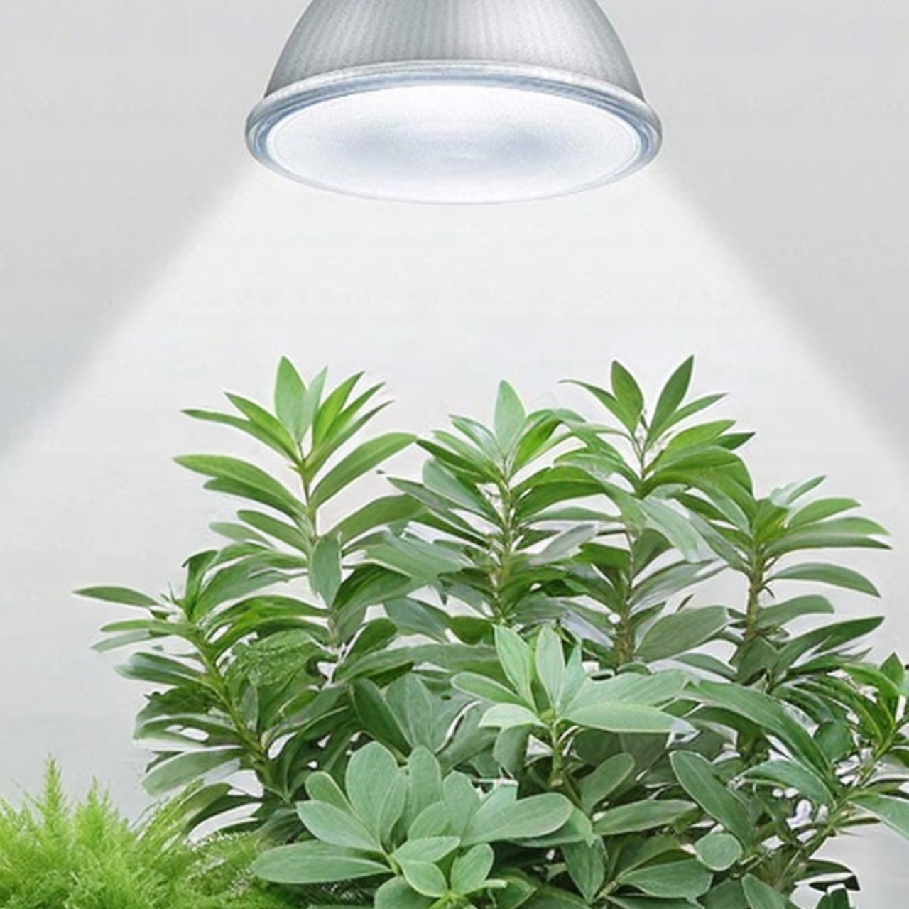 Philips LED Plant Grow Light Bulb PAR38 Daylight 5000K 16.5W | Shopee ...