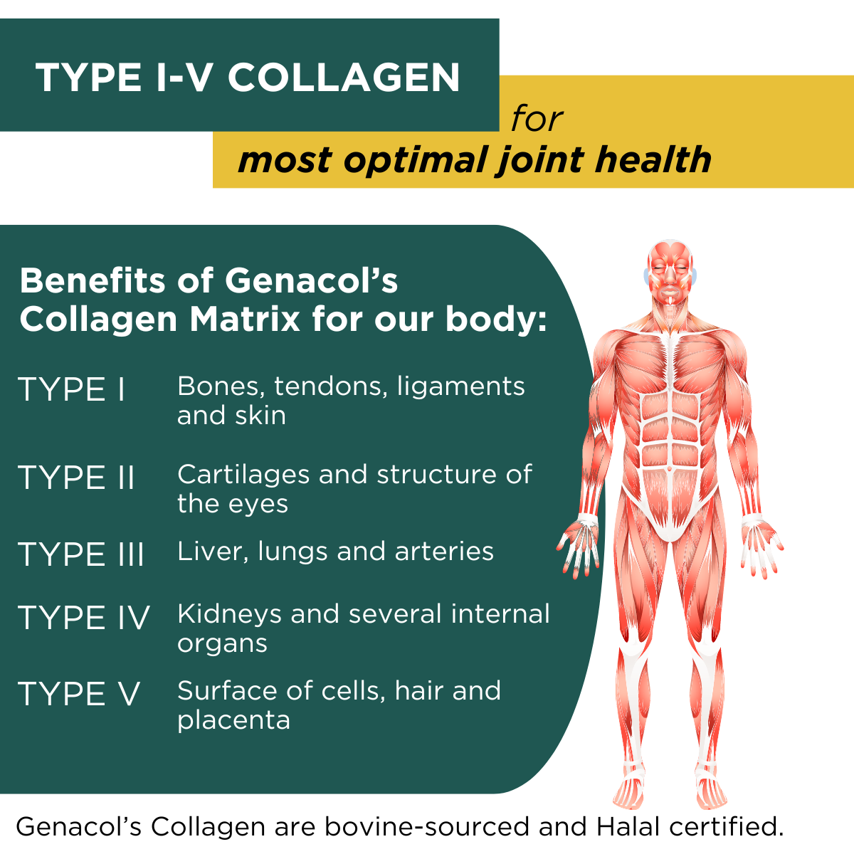 [Bundle of 3] Genacol Gold Plus 120 caps Ultra Hydrolyzed Collagen ...