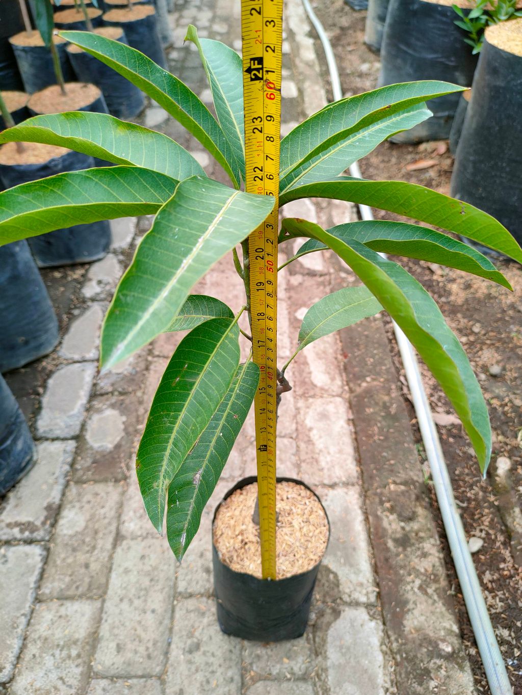 Grafted Mango Chokanan: Tropical Orchard Treasure | Shopee Singapore