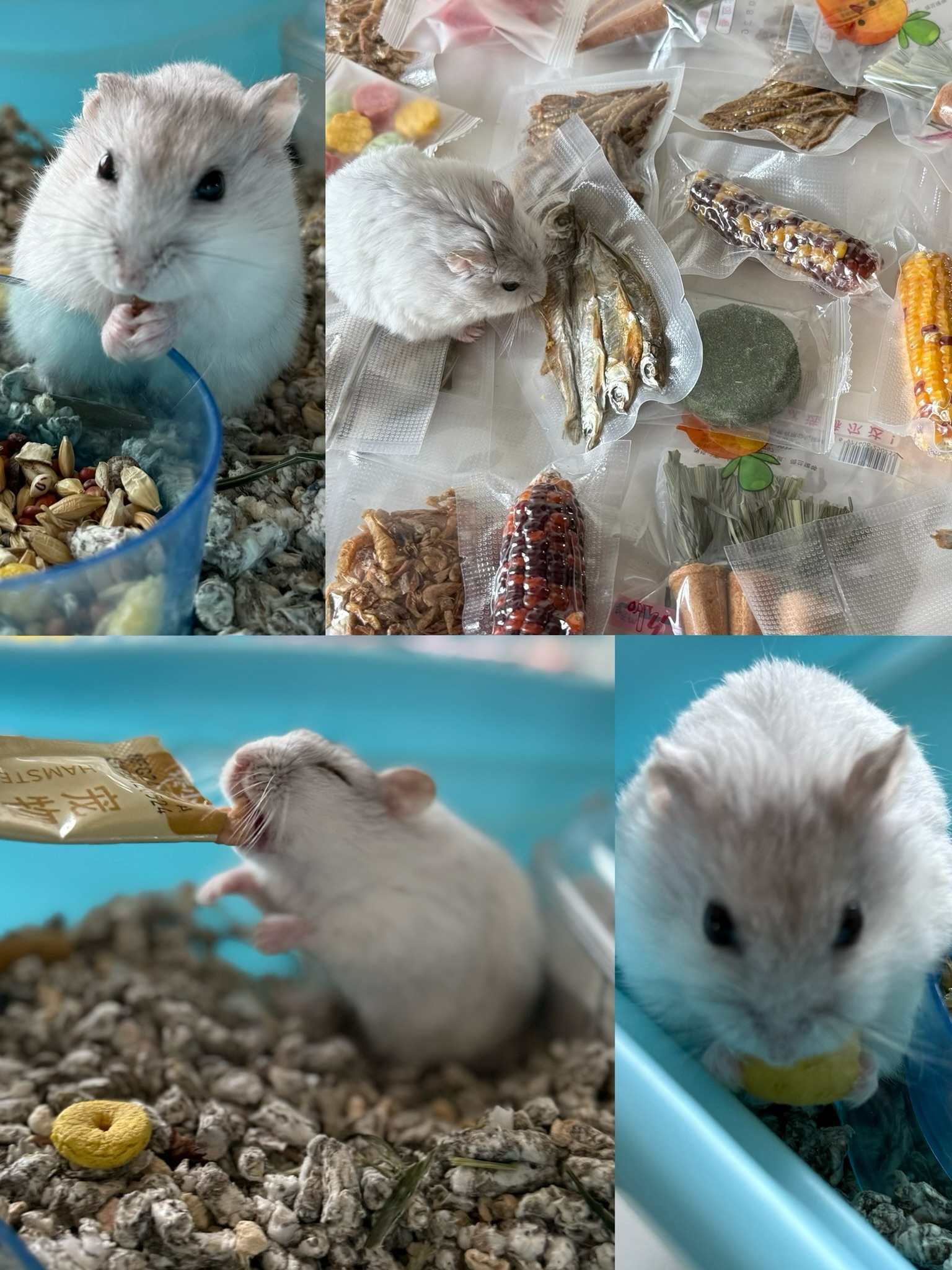 Last Sale🔥Hamster snack food nutrition small pet treats rabbit bird ...
