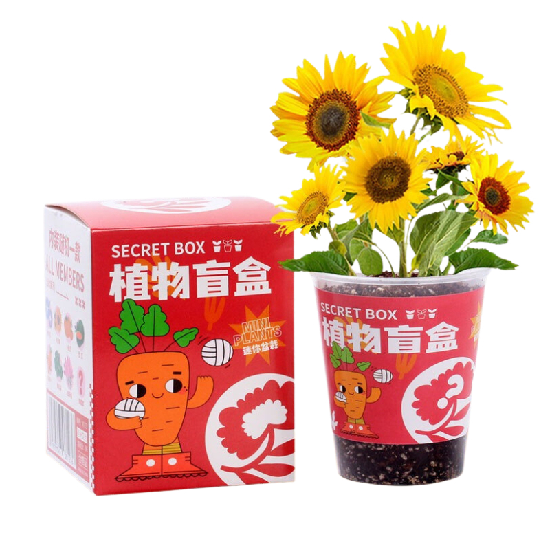 SG Local Blind Box DIY Mini Plant Kit for Kids random Box including ...