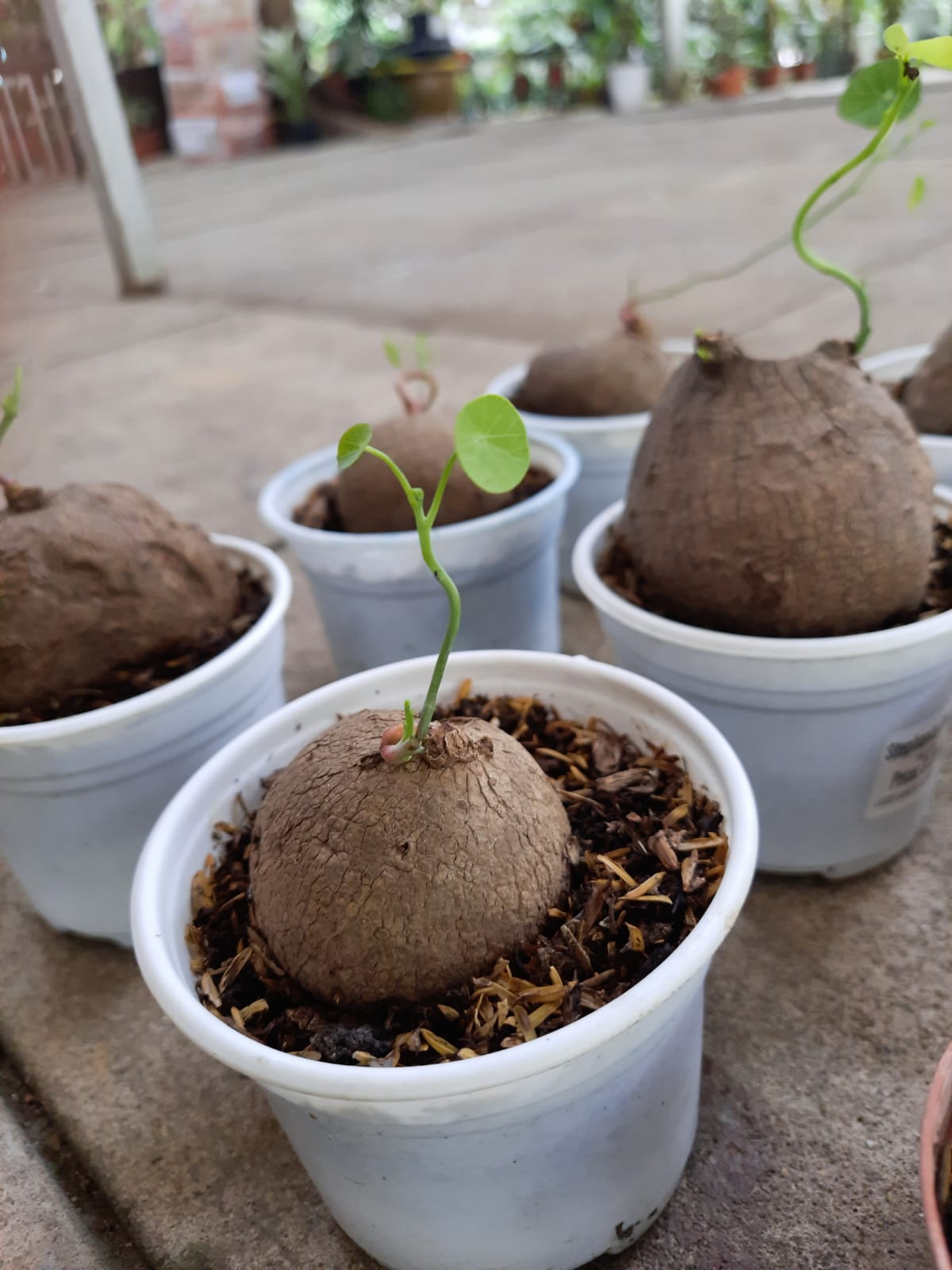 Stephania Pierra, Stephanis Erecta, Stephania Pierrei Diels, Indoor ...