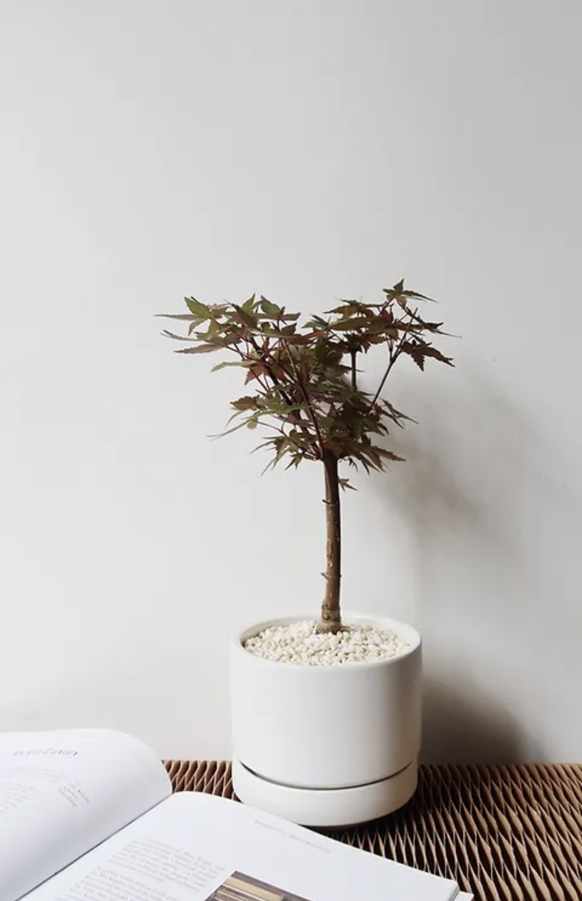 Red Maple Tree Live Plant - Fresh Gardening Indoor Plant Outdoor Plants ...