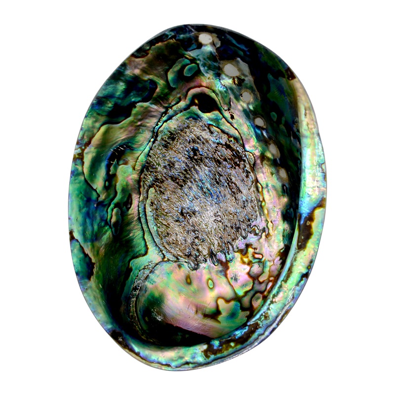 Polished Abalone Shell | Shopee Singapore