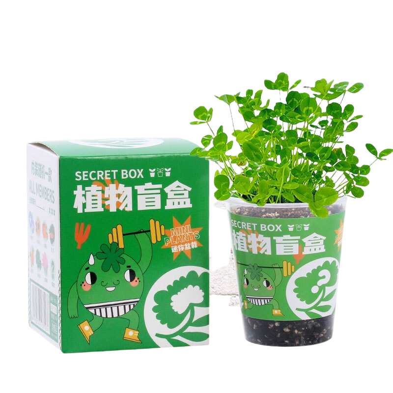 SG Local Blind Box DIY Mini Plant Kit for Kids random Box including ...