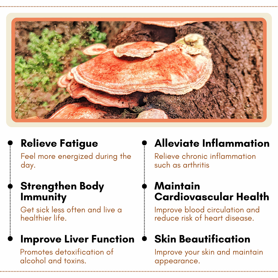 Antrodia Cinnamomea 牛樟芝 - Premium Mushroom Liver Detox Supplement ...