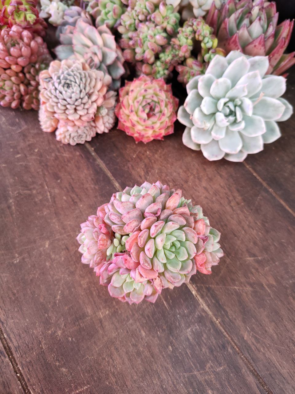 Succulent succulents Echeveria cute Bubble cluster SG seller Ready ...
