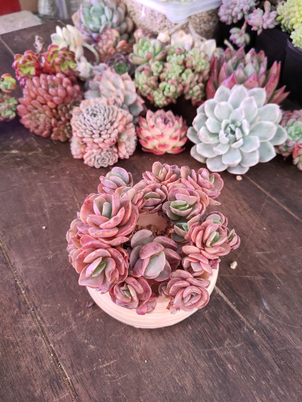 Succulent Succulents Suyon Cluster SG seller Ready stock send with free ...