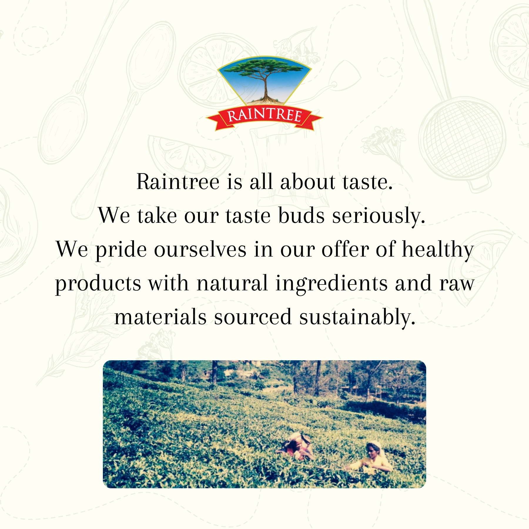 Raintree Tropical Assorted Dried Fruit Pack (250g) - Mango, Pineapple ...