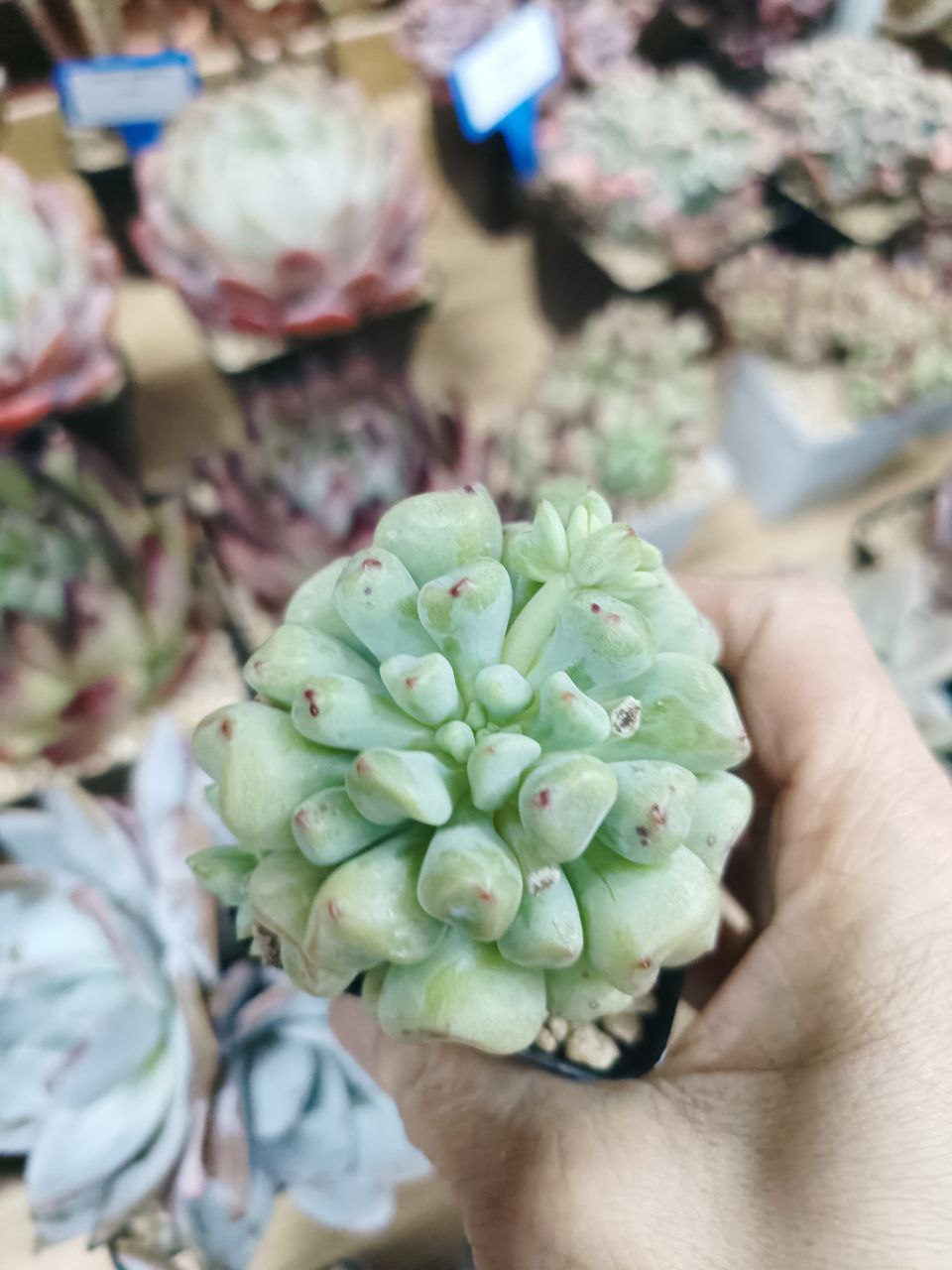 Succulent Succulents Echeveria Jasmine Grape SG seller Ready stock send ...