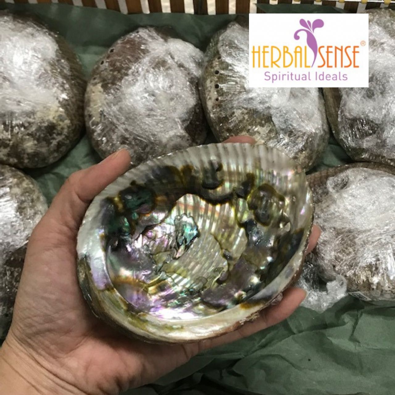 SI Smudging Abalone Shell ~4 " and Wooden Tripod Stand 4" Natural Wood ...