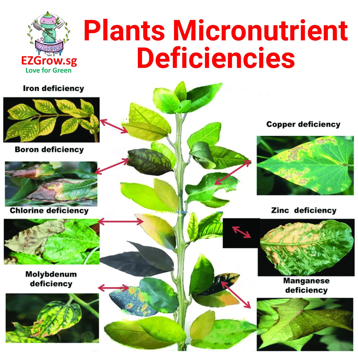 Micronutrient for Foliage Plants for Trace Elements Micronutrients ...