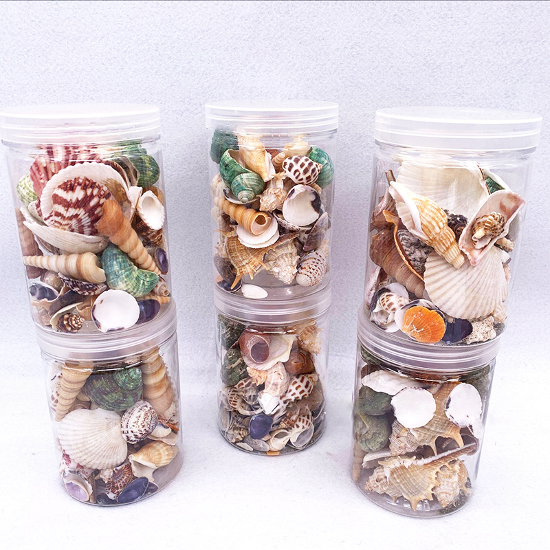 [SG Stock] Natural Shell Aquarium Stone Sand Landscaping Conch Starfish ...