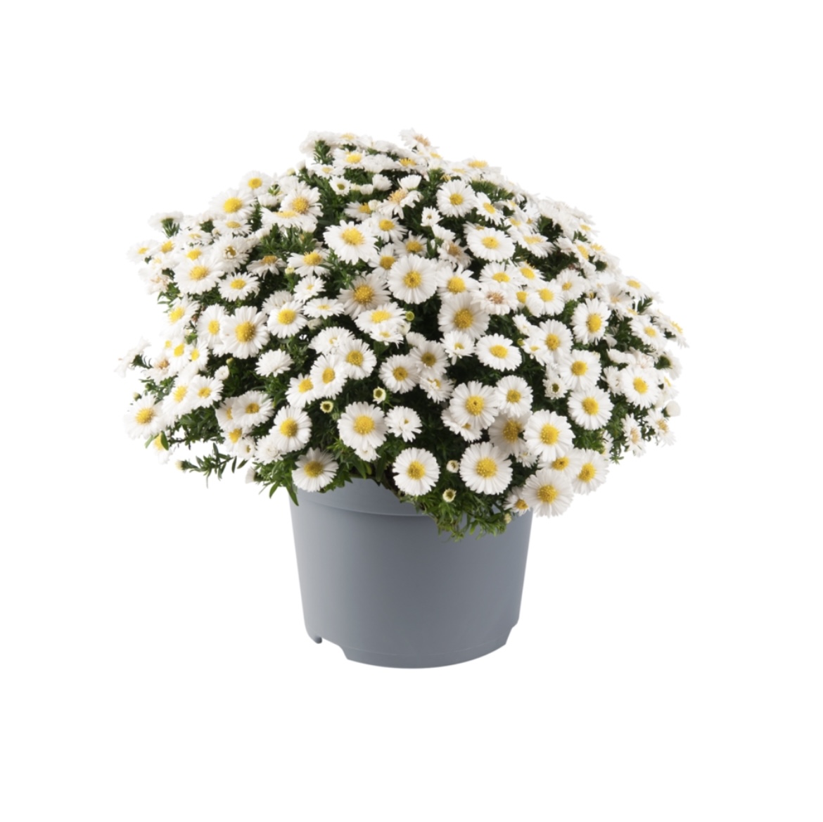 Chamomile Daisy Live Plant Aster Flower Gardening Plant - Fresh ...