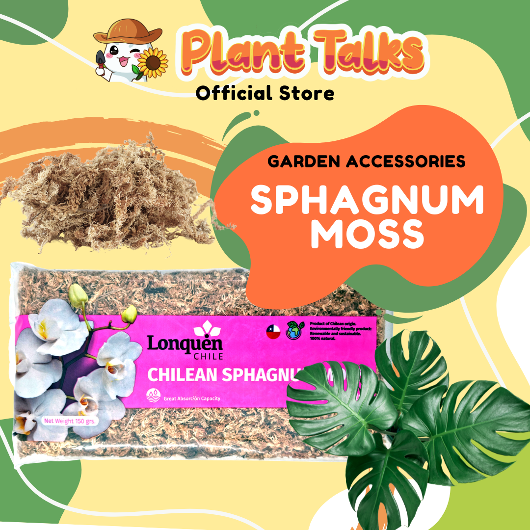 Chilean Sphagnum Moss / Peat Moss for Succulent / Rooting Moss / Garden ...