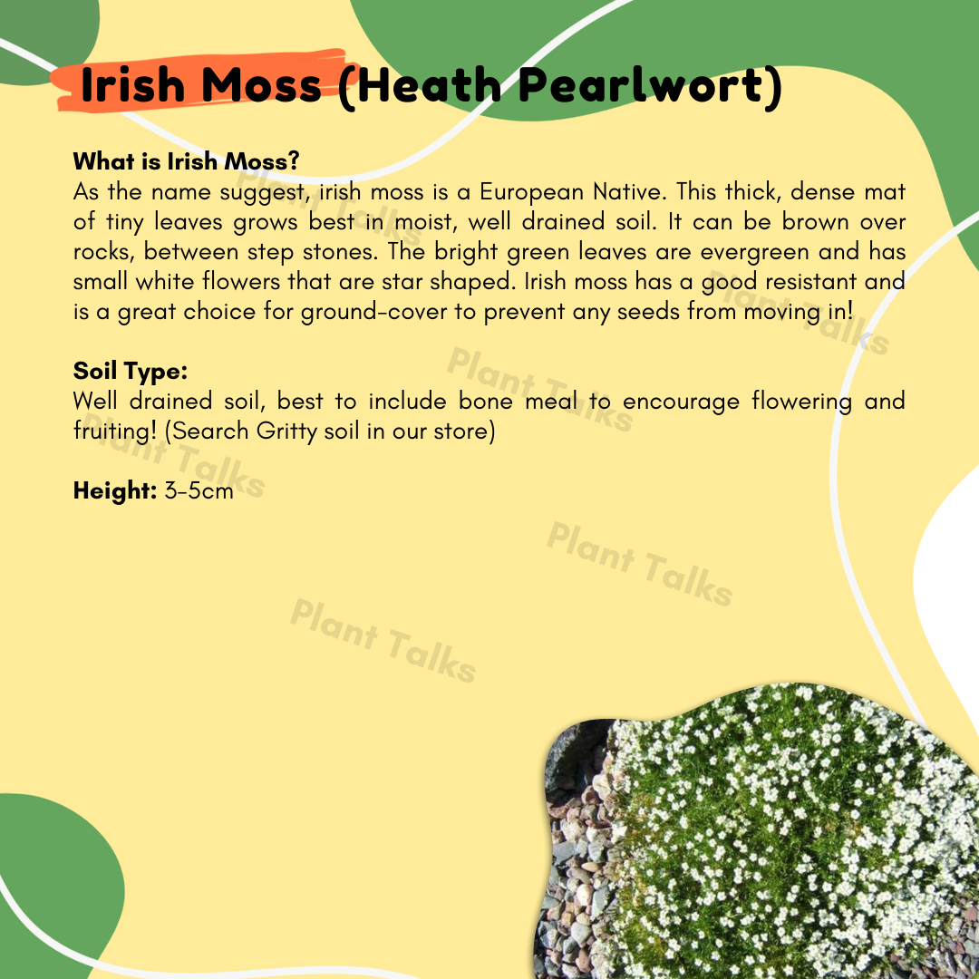 Plant Talks Irish Moss Seeds Pearlwort Sagina Subulata White Flower ...