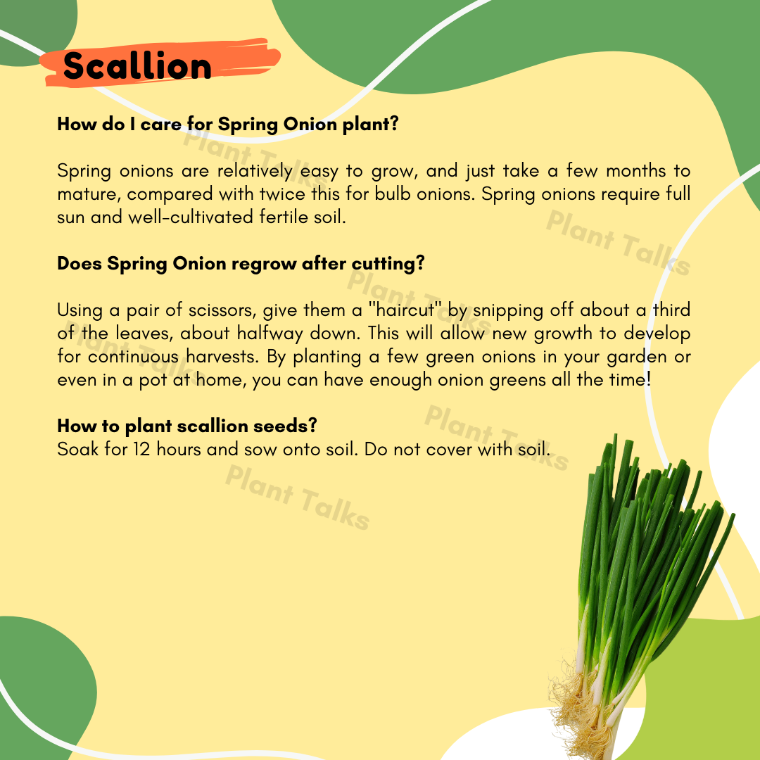 Plant Talks Spring Onion Seeds / Scallion Seeds / Seeds High Quality ...