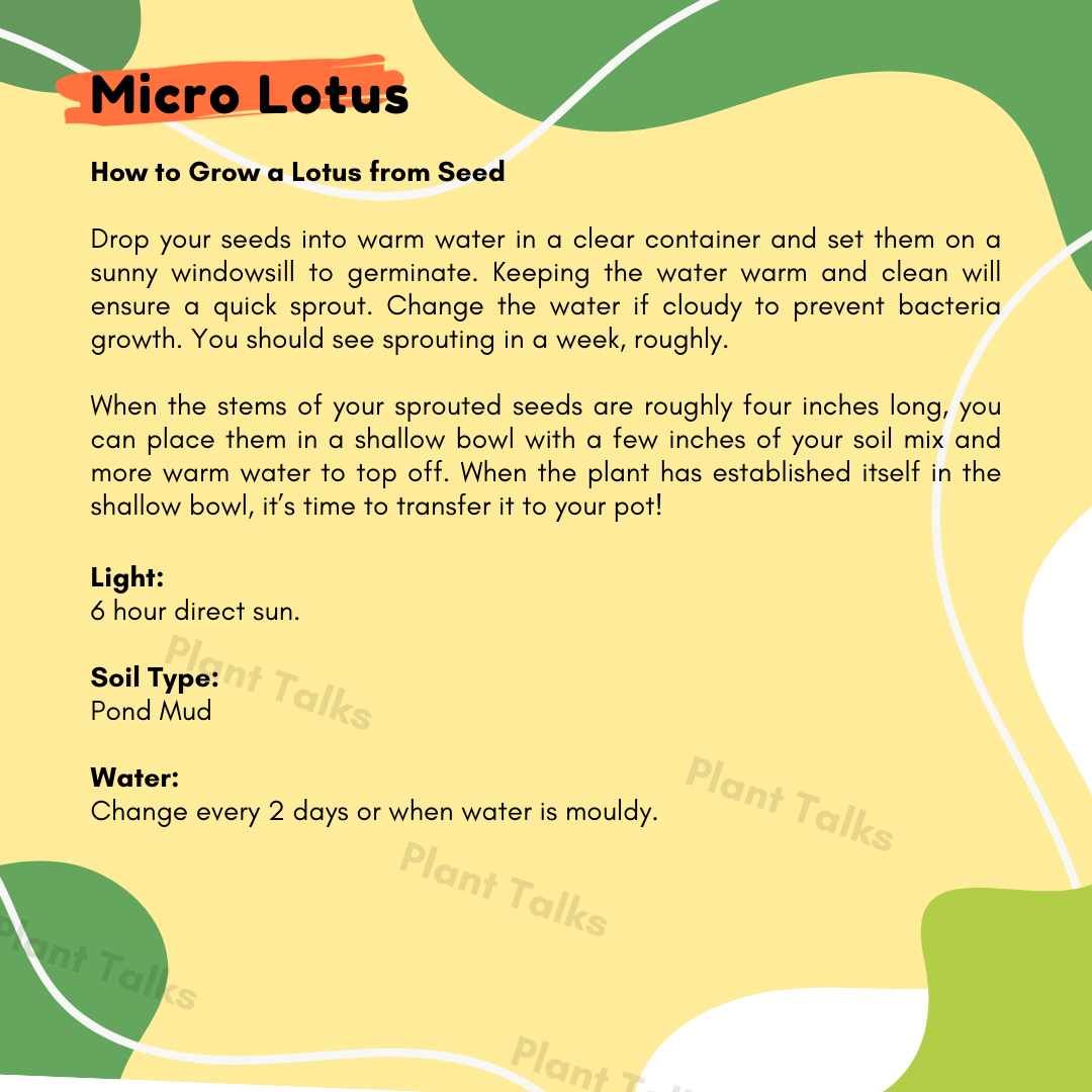 Plant Talks Micro Bowl Lotus Flower Seed Aquatic Plant Seeds | Shopee ...