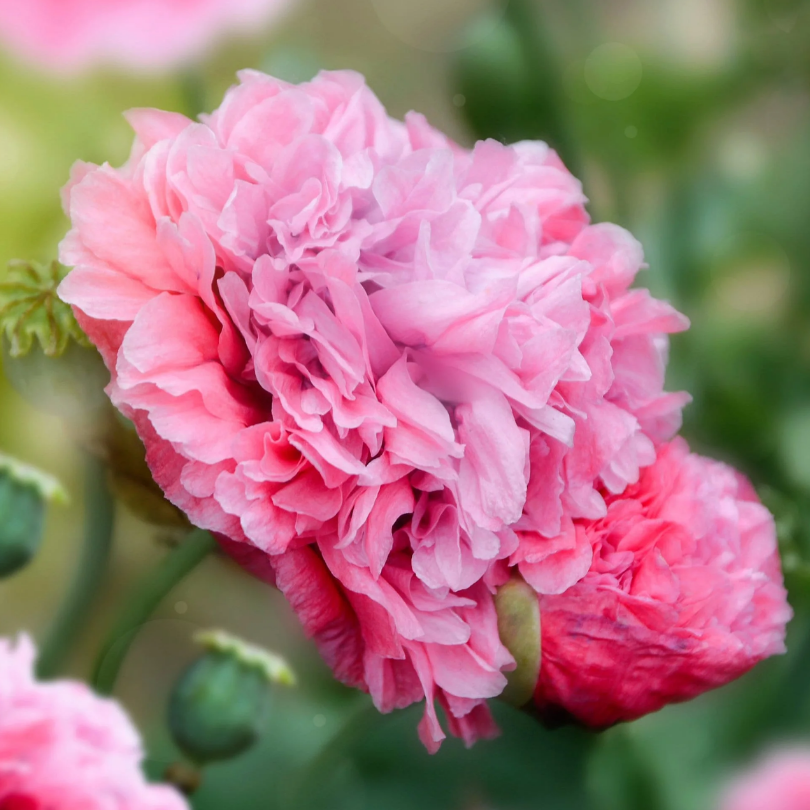 Plant Talks Rose Peony Poppy Flower Seed for Urban Gardening Floral ...