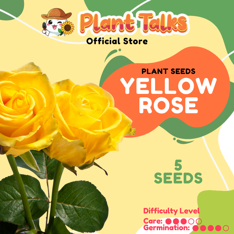 Plant Talks Real Rose Seed Premium Rose Seed High Germination Rate Rose ...