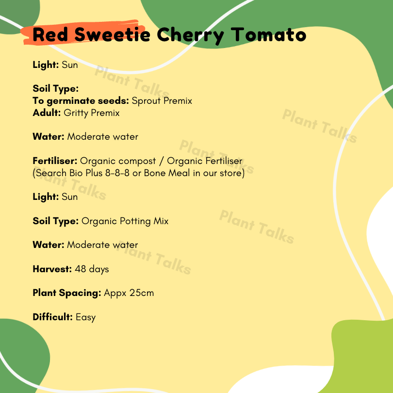 Plant Talks Red Sweetie Cherry Tomato Plant Seeds Special Tomato ...