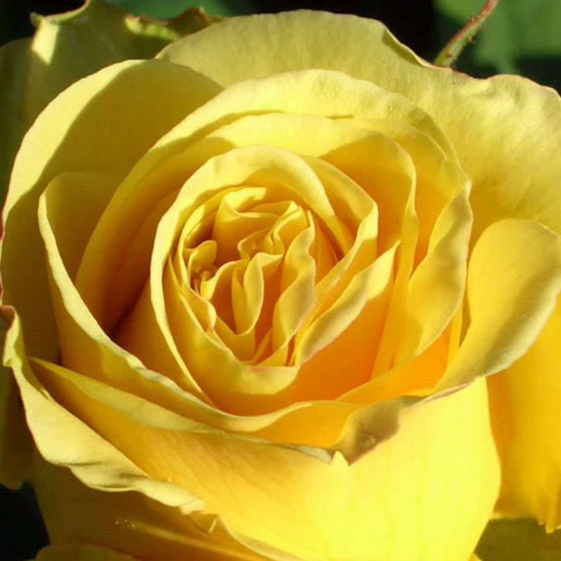 Plant Talks Real Rose Seed Premium Rose Seed High Germination Rate Rose ...