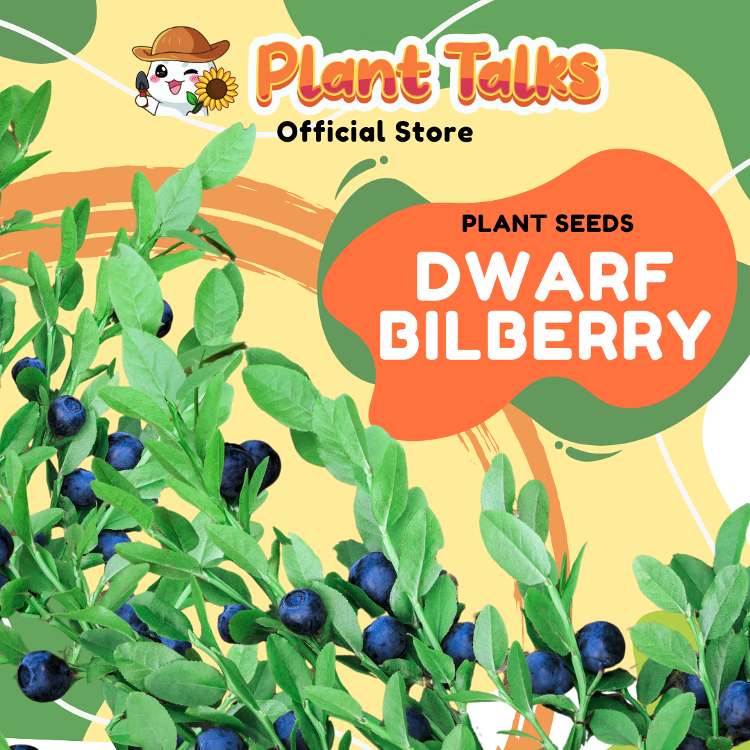 Plant Talks Dwarf Bilberry Fruit Plant Seeds Rare Blueberry | Shopee ...